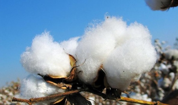 ALGODÓN - ComprarSinPlástico.com